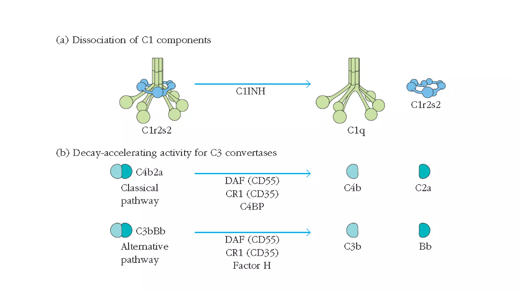 Complement system in health & disease (Immunology) | PPTX Complement system in health & disease (Immunology) | PPTX