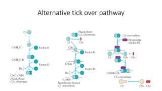 Complement system in health & disease (Immunology) | PPTX