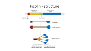 Complement system in health & disease (Immunology) | PPTX