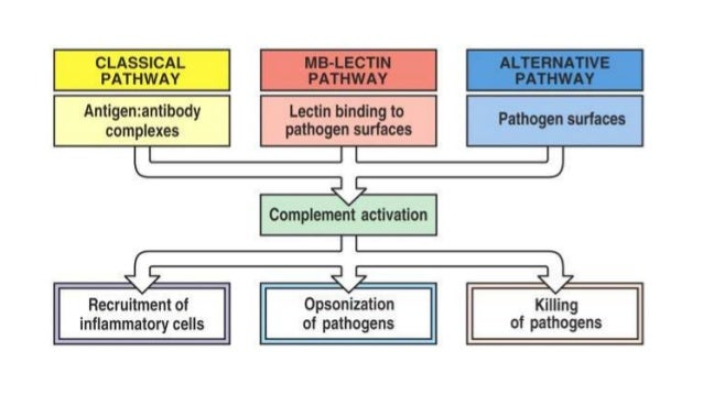 Complement system in health & disease (Immunology) Complement system in health & disease (Immunology)