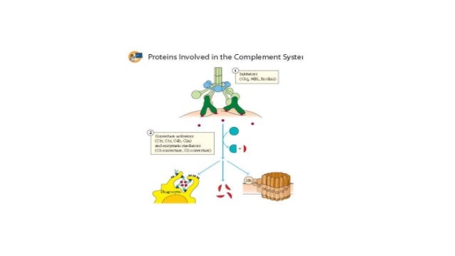 Complement system in health & disease (Immunology) Complement system in health & disease (Immunology)