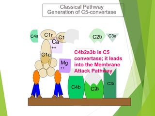 Complement system | PPT