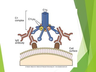 Complement system | PPT