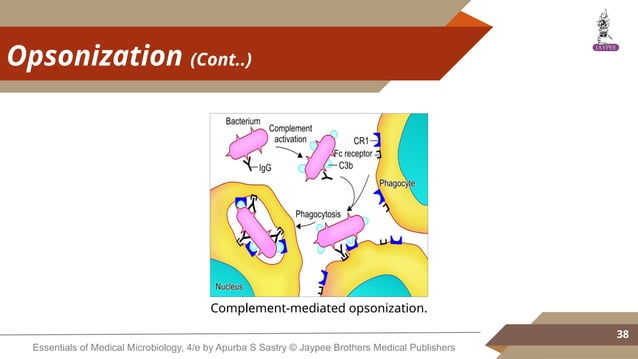 Complement pathways microbiology .pptx