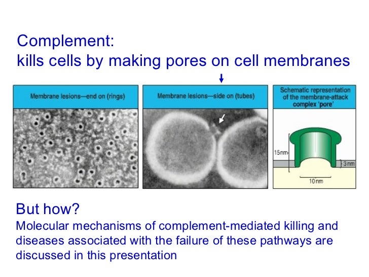 Complement Membrane Attack Slide