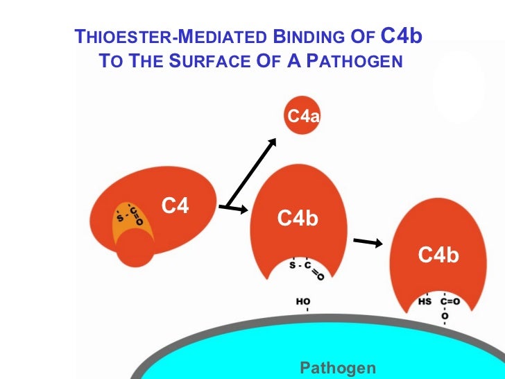 Complement activation nkn