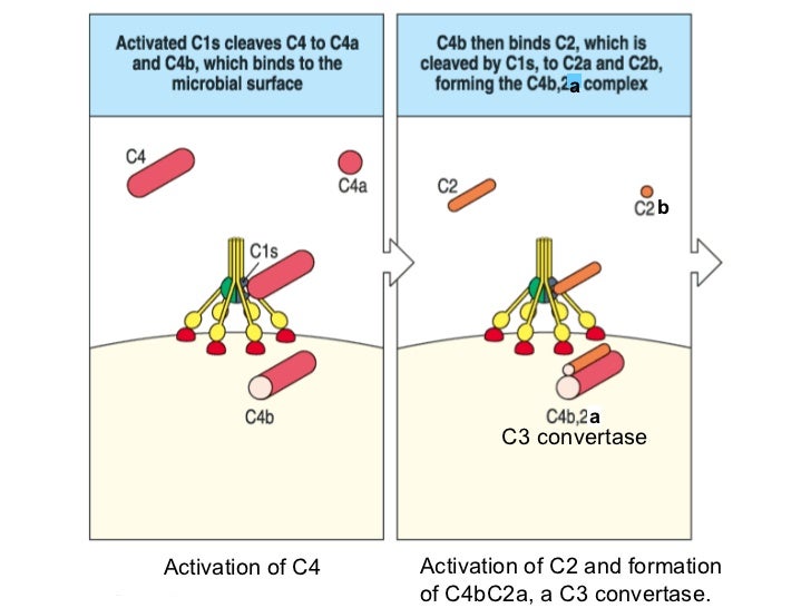 Complement activation nkn