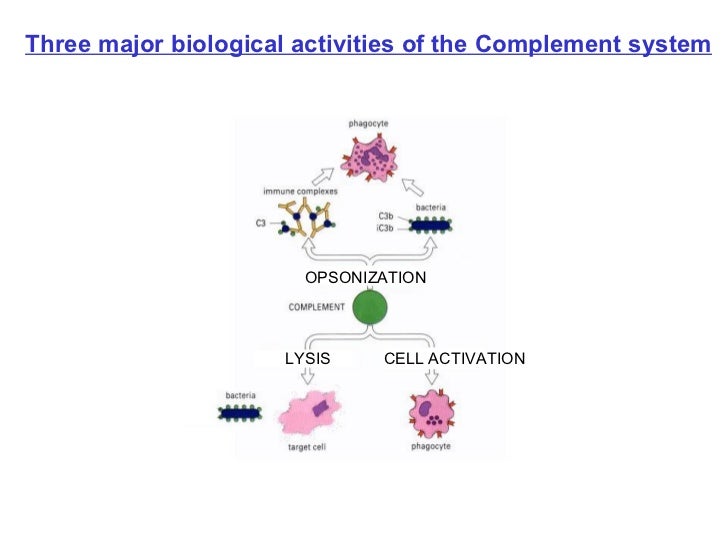 Complement activation nkn