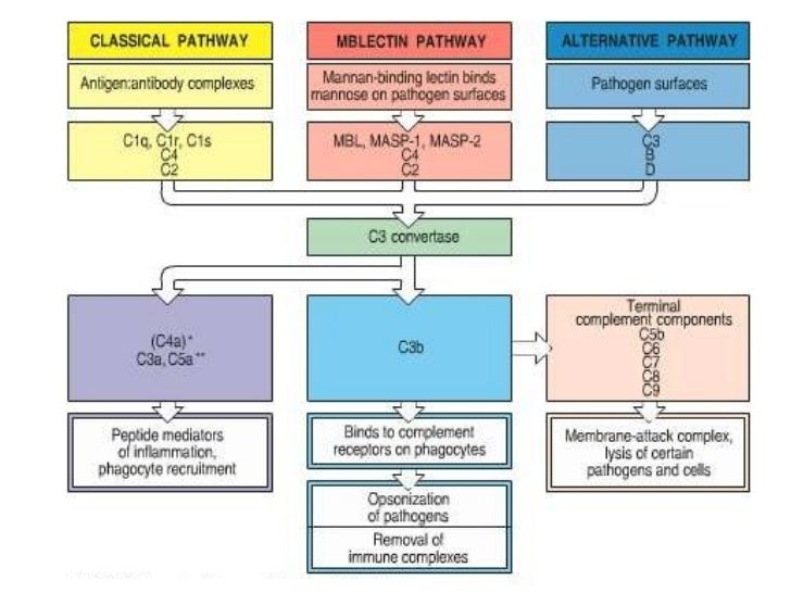 Complement activation nkn