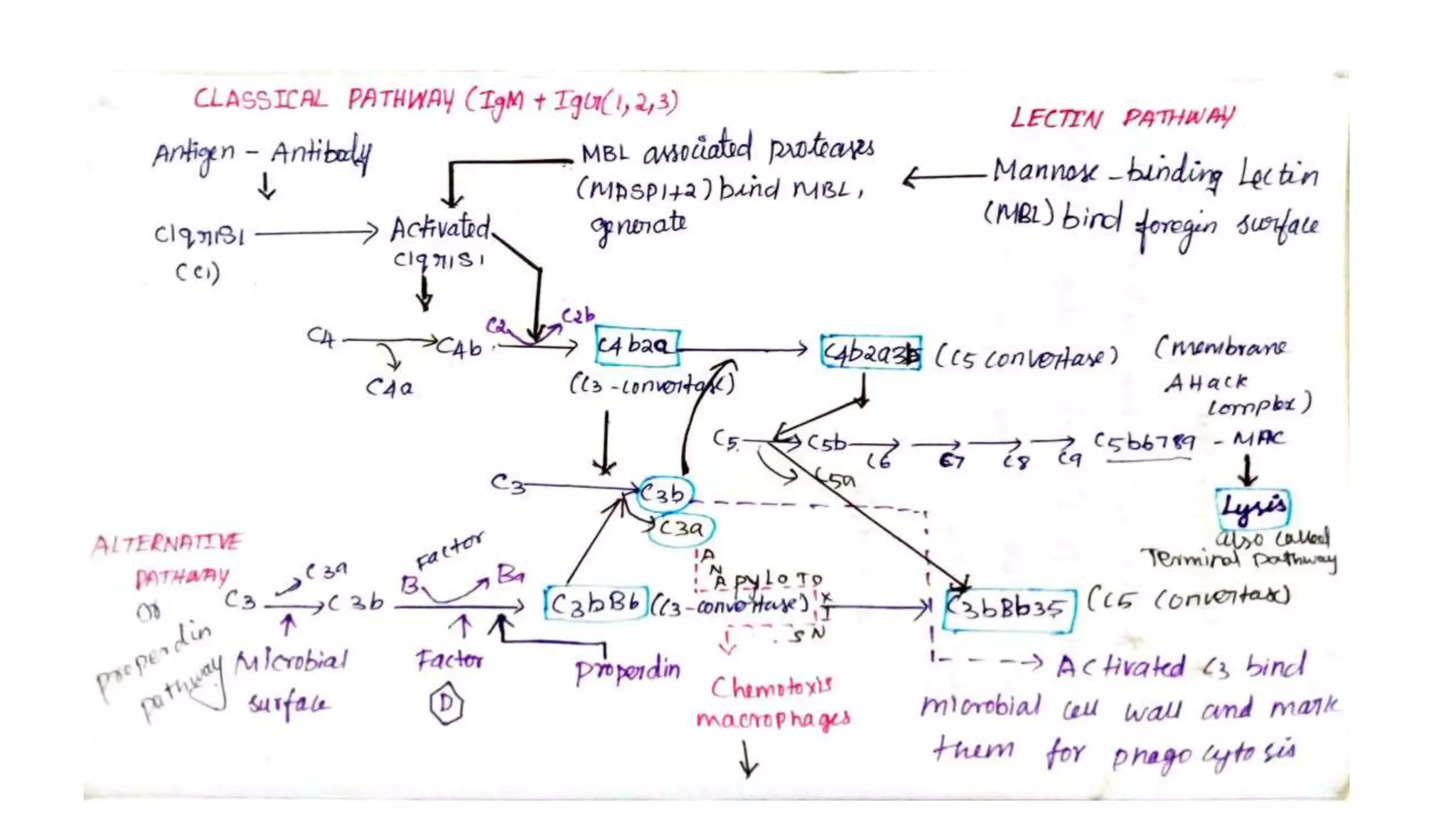 Complement activation pathway.pptx