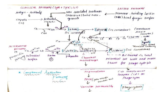 Complement activation pathway.pptx