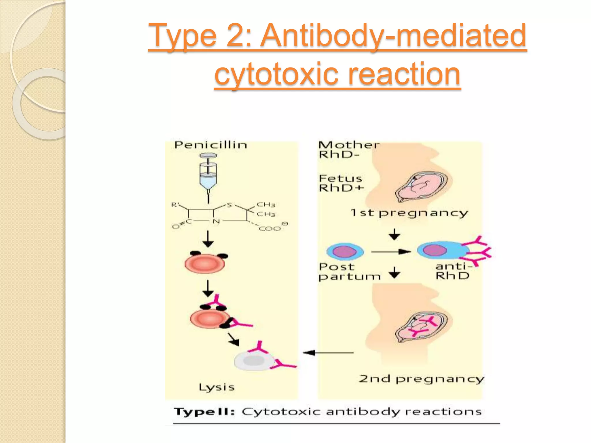 Complement and hypersensitivity | PPT