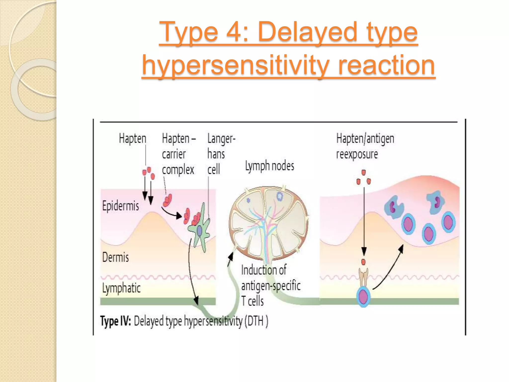Complement And Hypersensitivity Pptx 4502