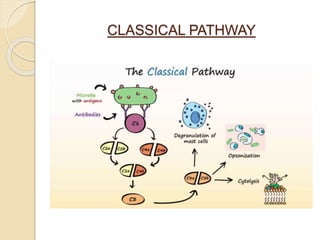 Complement and hypersensitivity | PPT