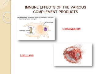Complement and hypersensitivity | PPT