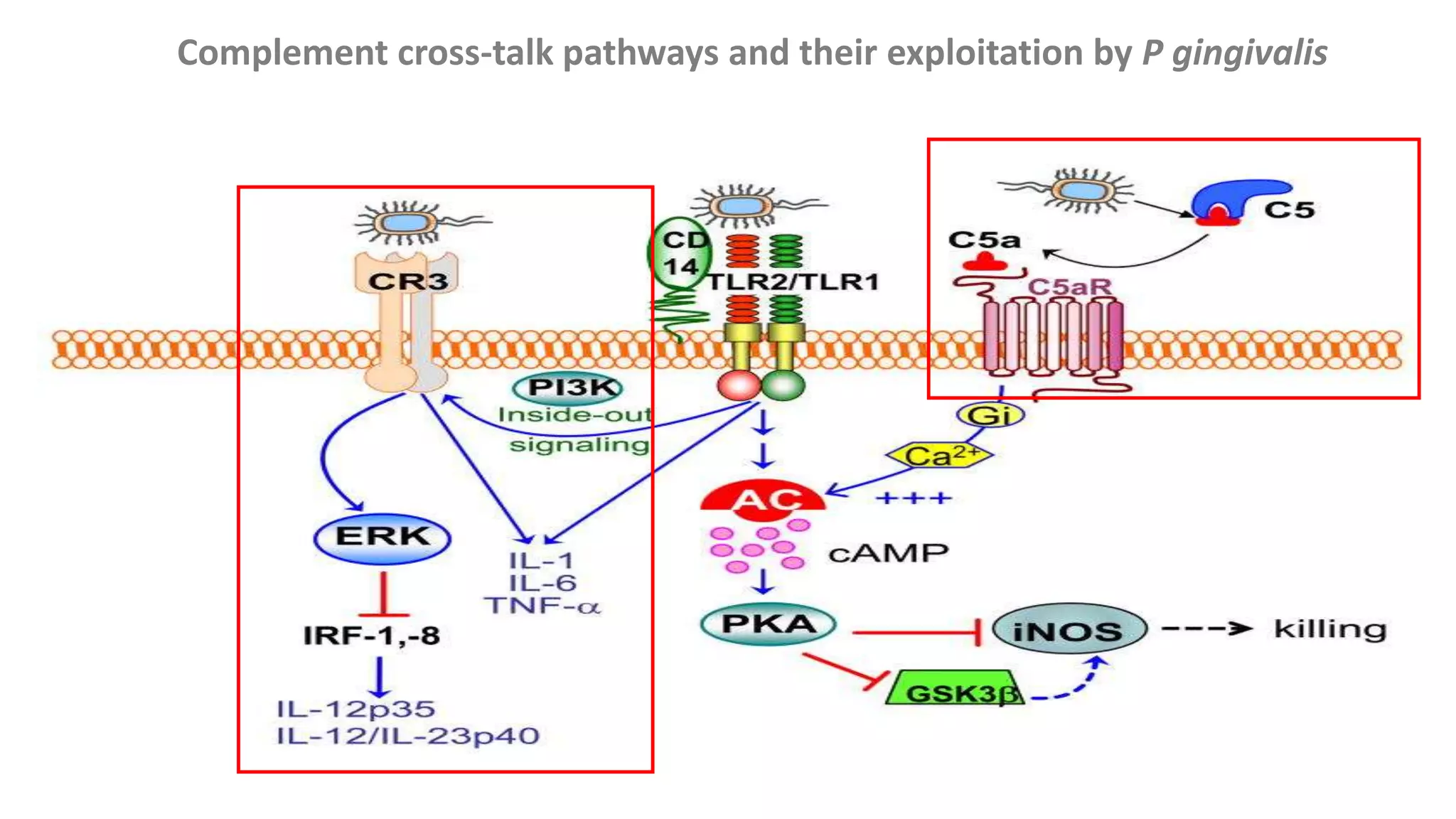 Complement system and periodontitis | PPTX