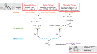 Complement system and periodontitis | PPTX
