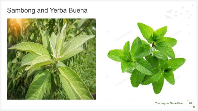 Complementary and alternative healthcare modalities | PPTX | Herbs and ...