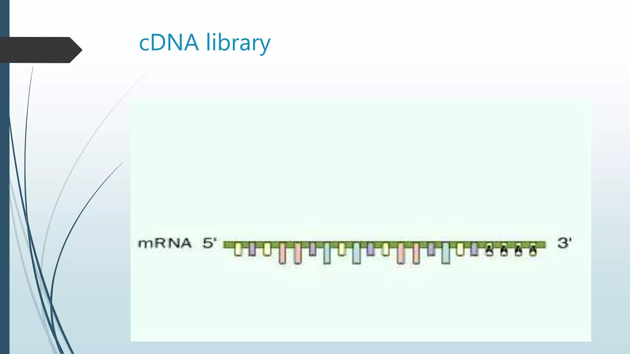 Complementary dna library | PPT