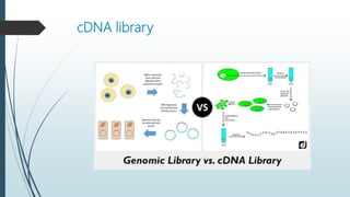 Complementary dna library | PPT