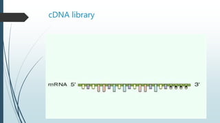Complementary dna library | PPT