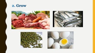 Complementary food importance | PPTX