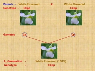 Complementary genes.pptx