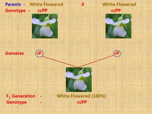 Complementary genes.pptx