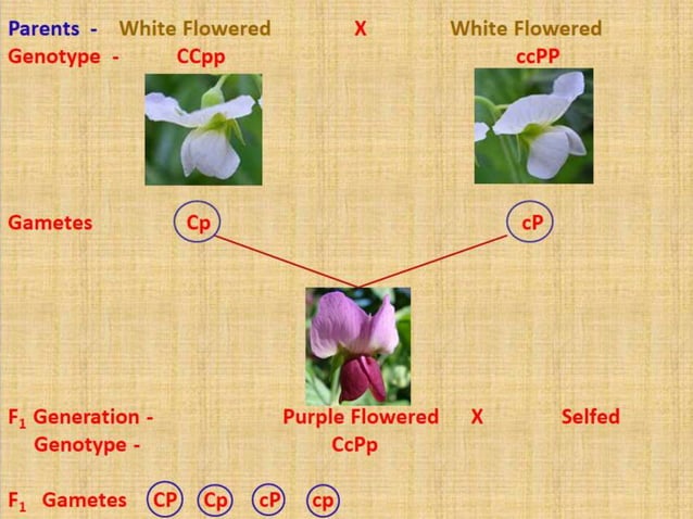 Complementary genes.pptx
