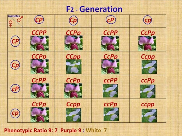 Complementary genes.pptx