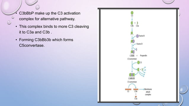 Complementary system | PPT