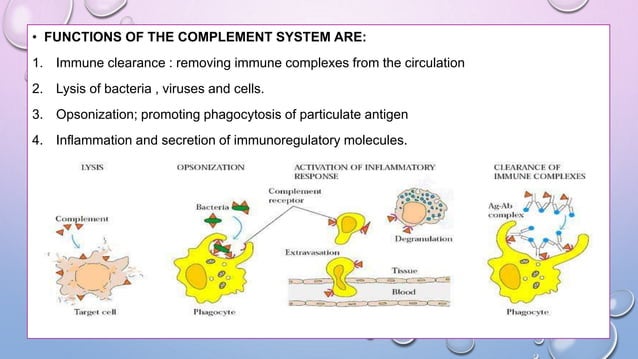 Complementary system | PPT
