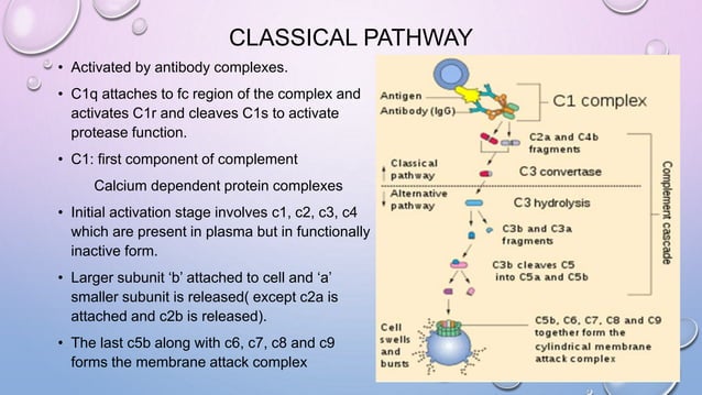 Complementary System Ppt 3506