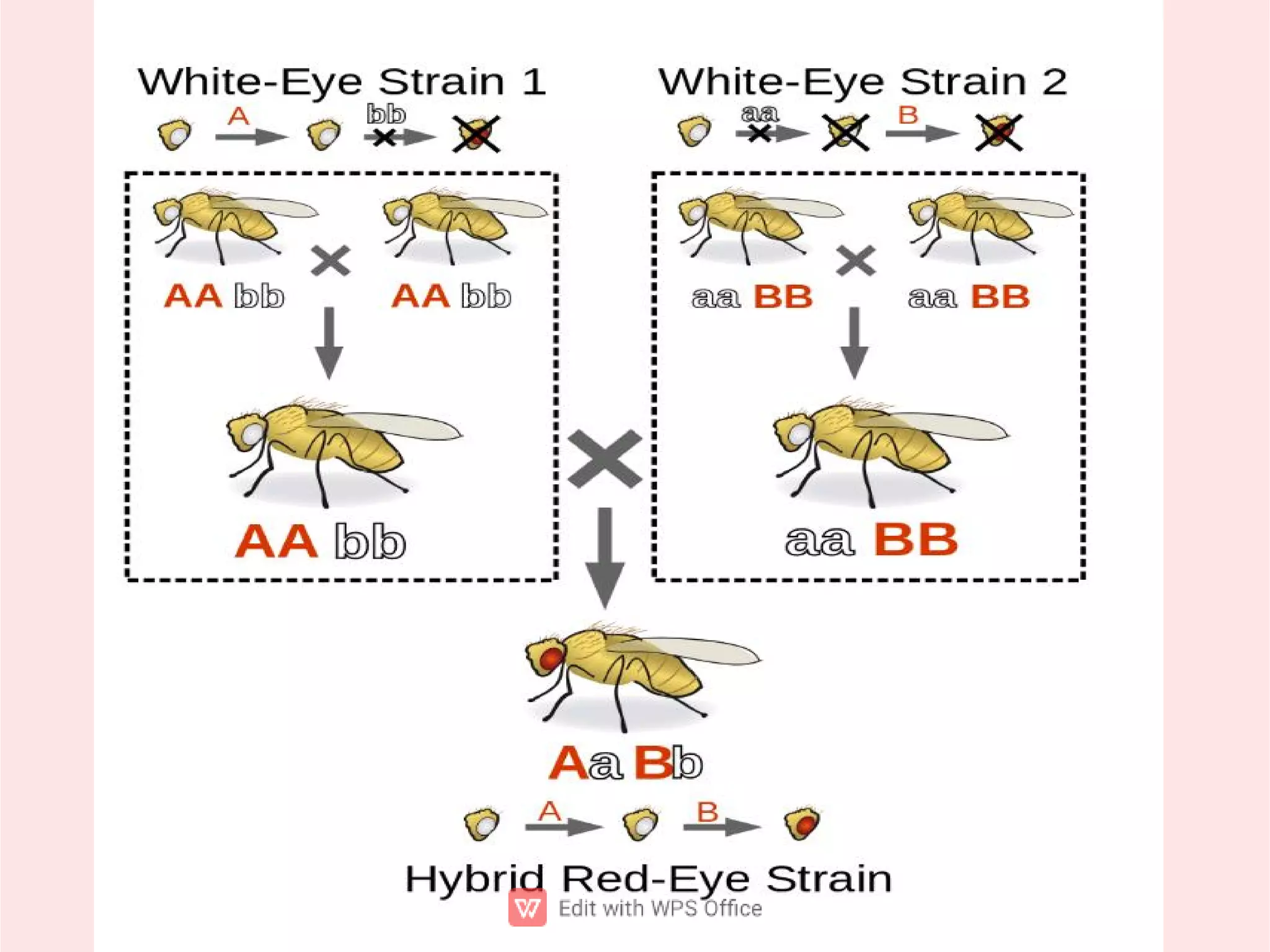 Complementation mapping and gene mapping. | PDF