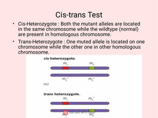 Complementation mapping and gene mapping. | PDF