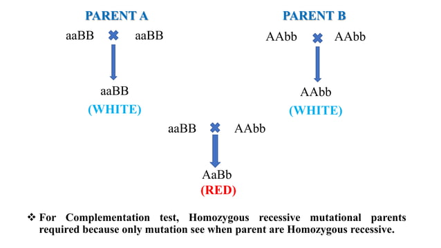 Complementation test | PPTX | Genetics | Science
