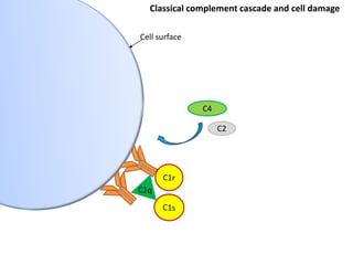 Complement cascade | PPTX