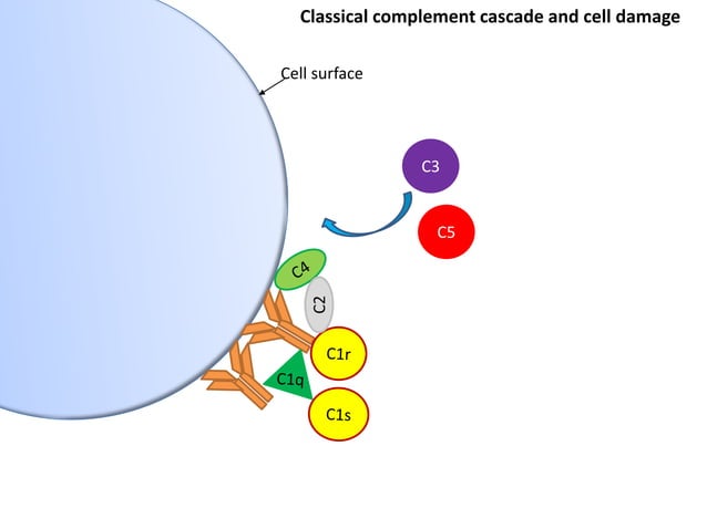 Complement cascade | PPTX