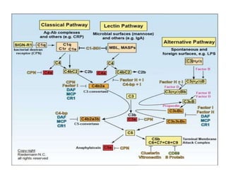 Complement fixation | PPTX | Endocrine and Metabolic Diseases ...