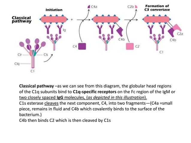 Complement fixation | PPT