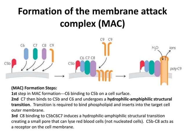Complement fixation | PPT