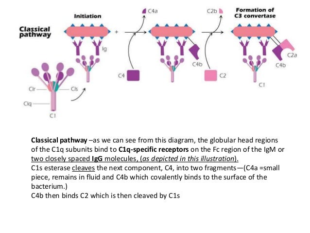 Complement fixation