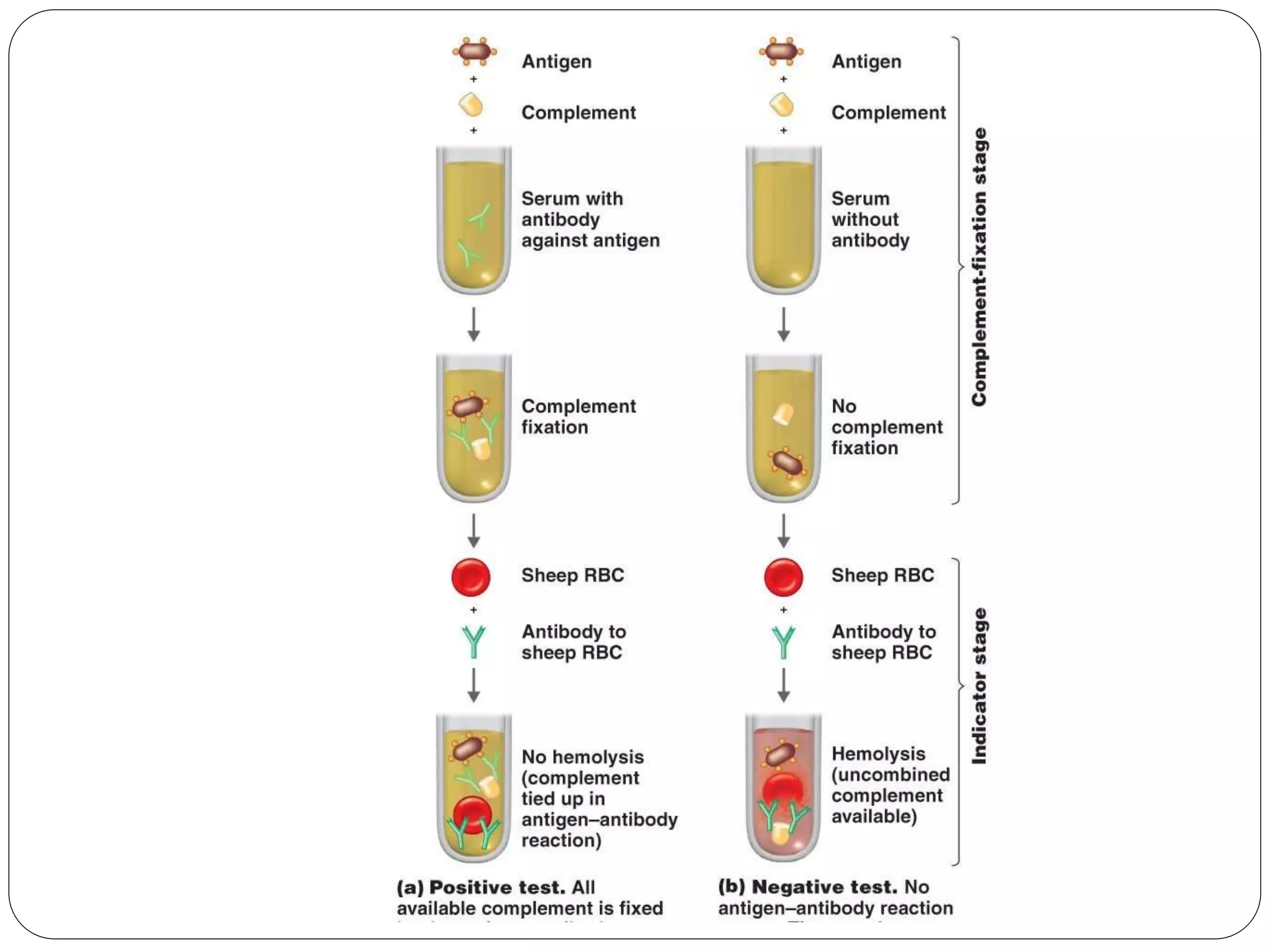 Complement fixation test (CFT) | PPT