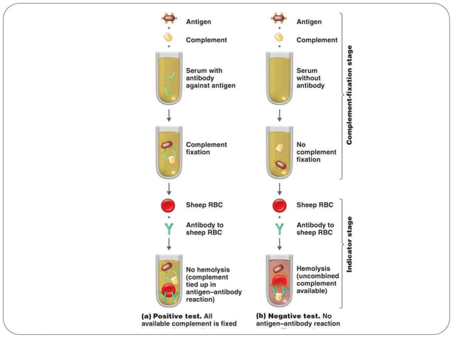 Complement fixation test (CFT)