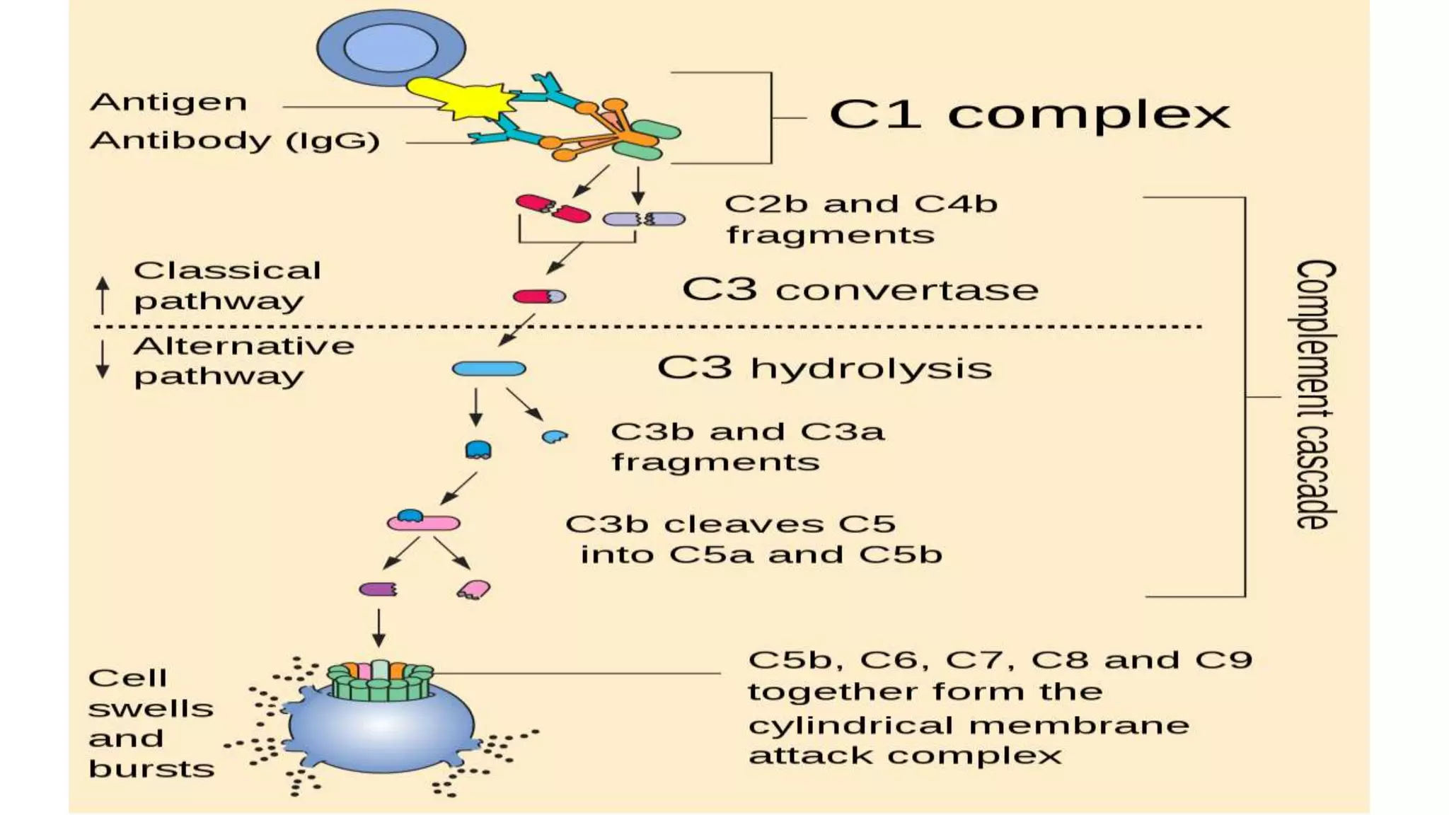 Complement pathway | PPTX