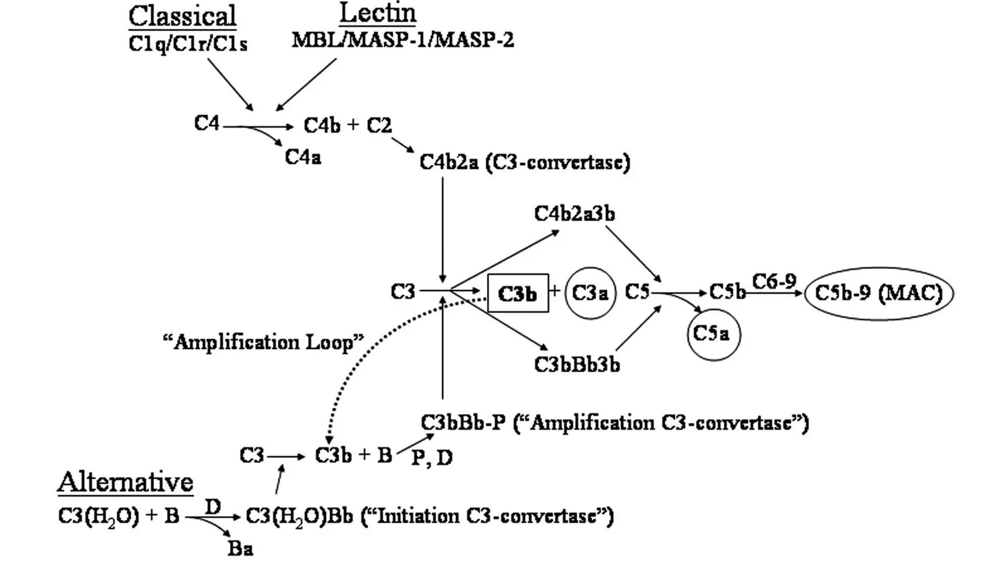 Complement pathway | PPTX