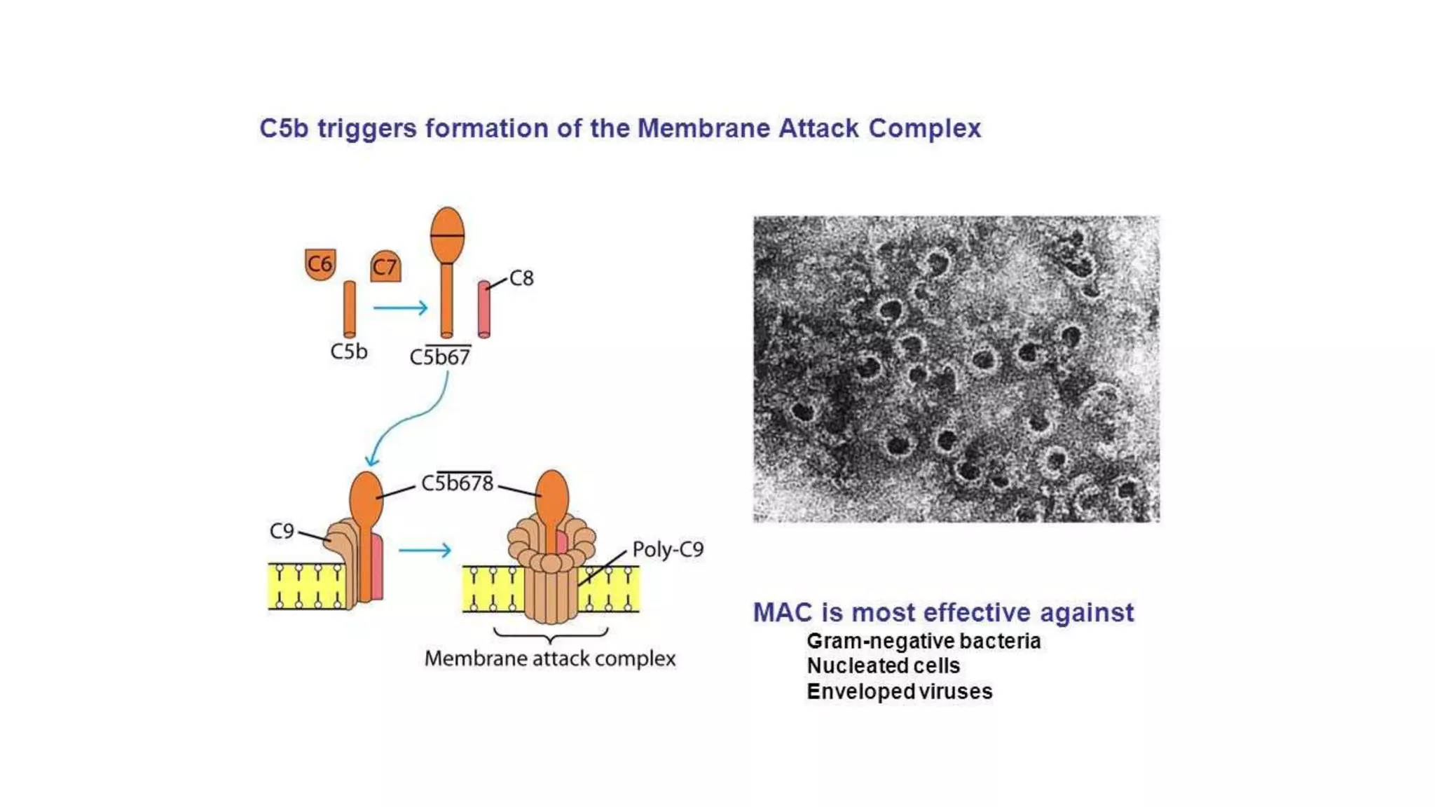 Complement pathway | PPTX