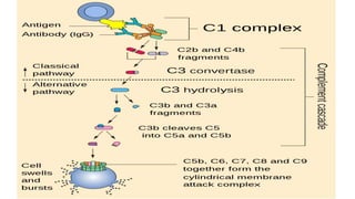 Complement pathway | PPTX