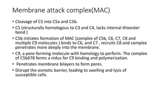 Complement pathway | PPTX