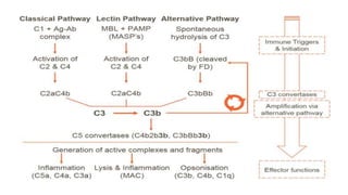 Complement pathway | PPTX